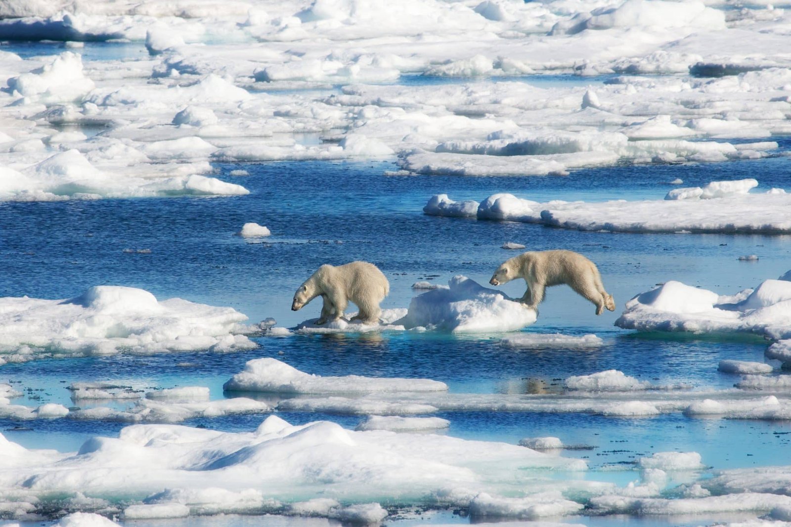 What Airlines Fly To Svalbard at Anthony Brunet blog