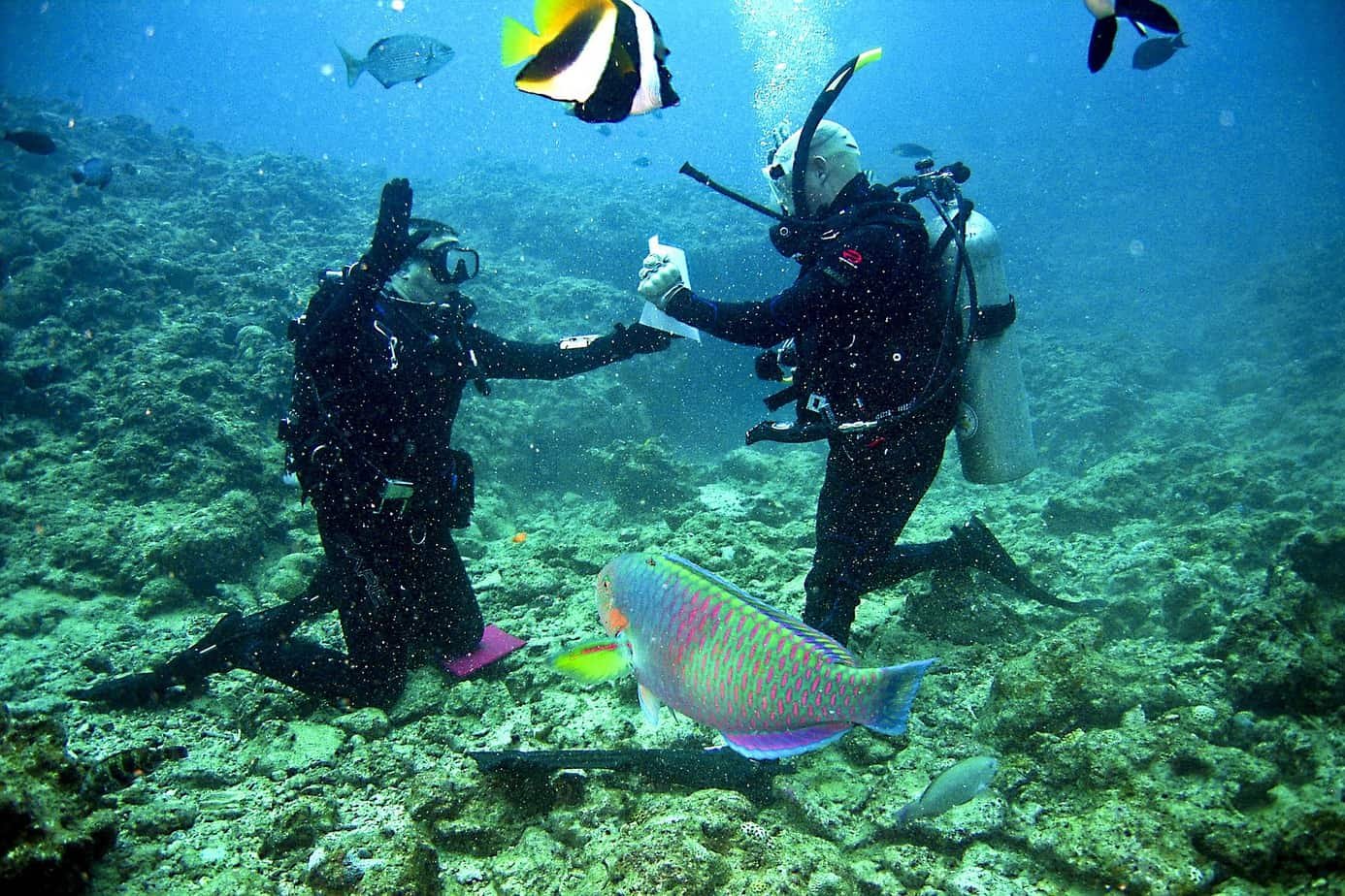 Scuba Diving in Fiji: Breathtaking Dive Sites and What to Expect in ...