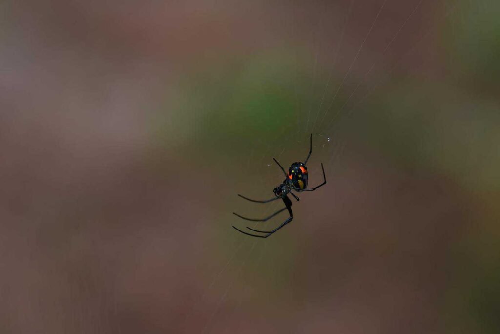 Spiders in the Dominican Republic: Common and Deadly Spiders You Might ...