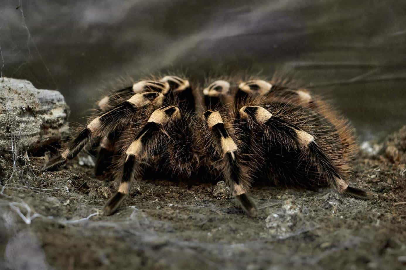 Spiders in Fiji: What You Need to Know Before Visiting