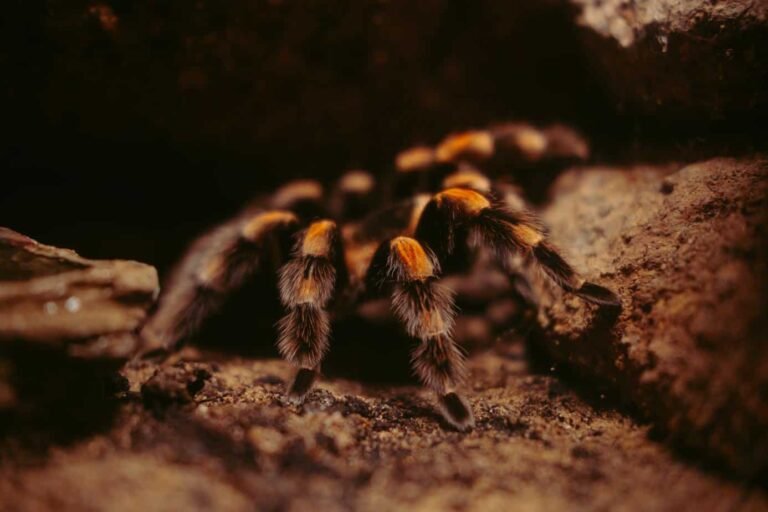Spiders in the Dominican Republic: Common and Deadly Spiders You Might ...