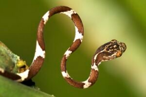 Common & Venomous Dominican Republic Snakes: What You Need To Know