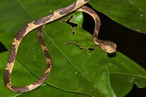 Common & Venomous Snakes in the Dominican Republic, and What You Need ...