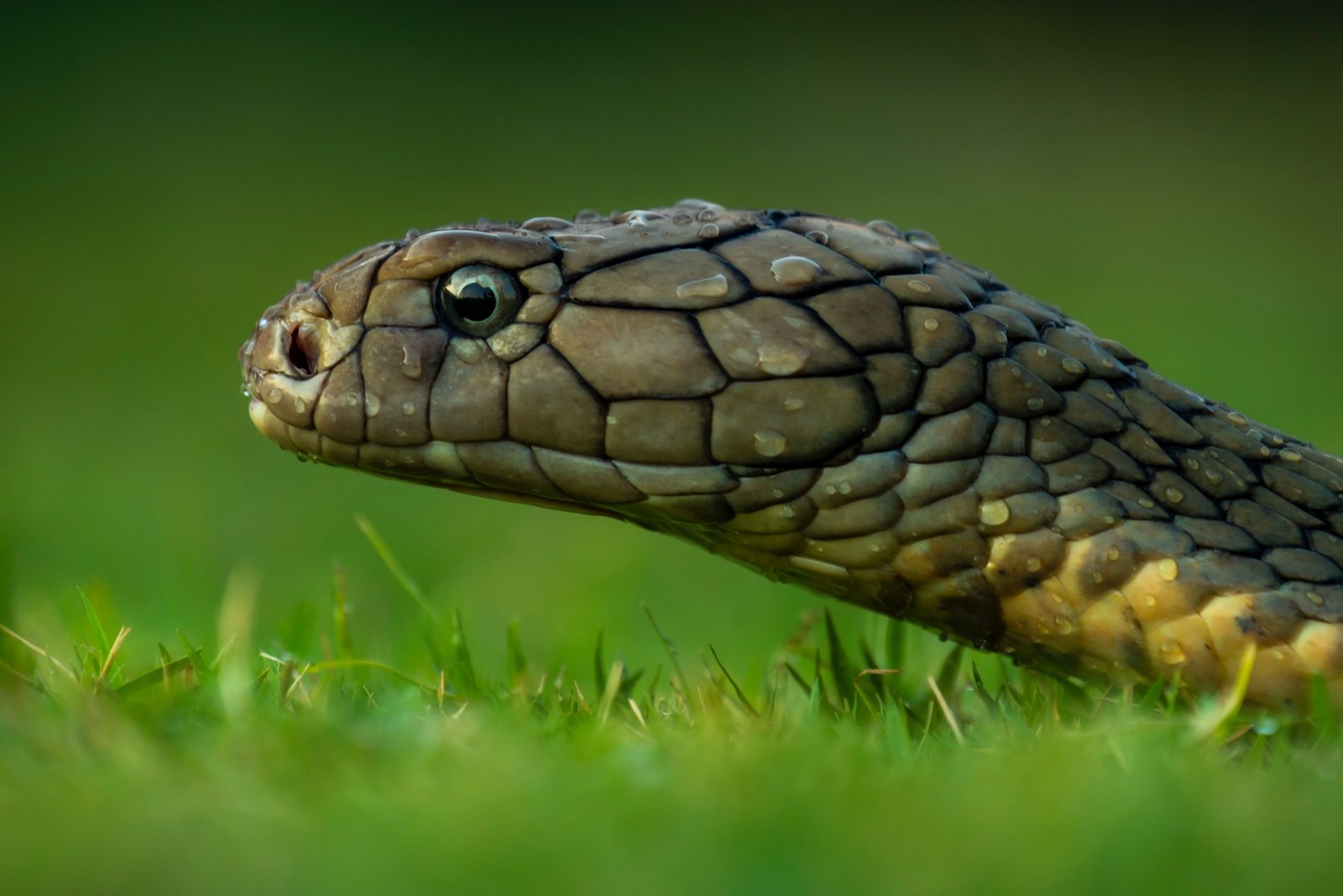 Snakes In Bali: Here's Why You Shouldn't Worry About Them
