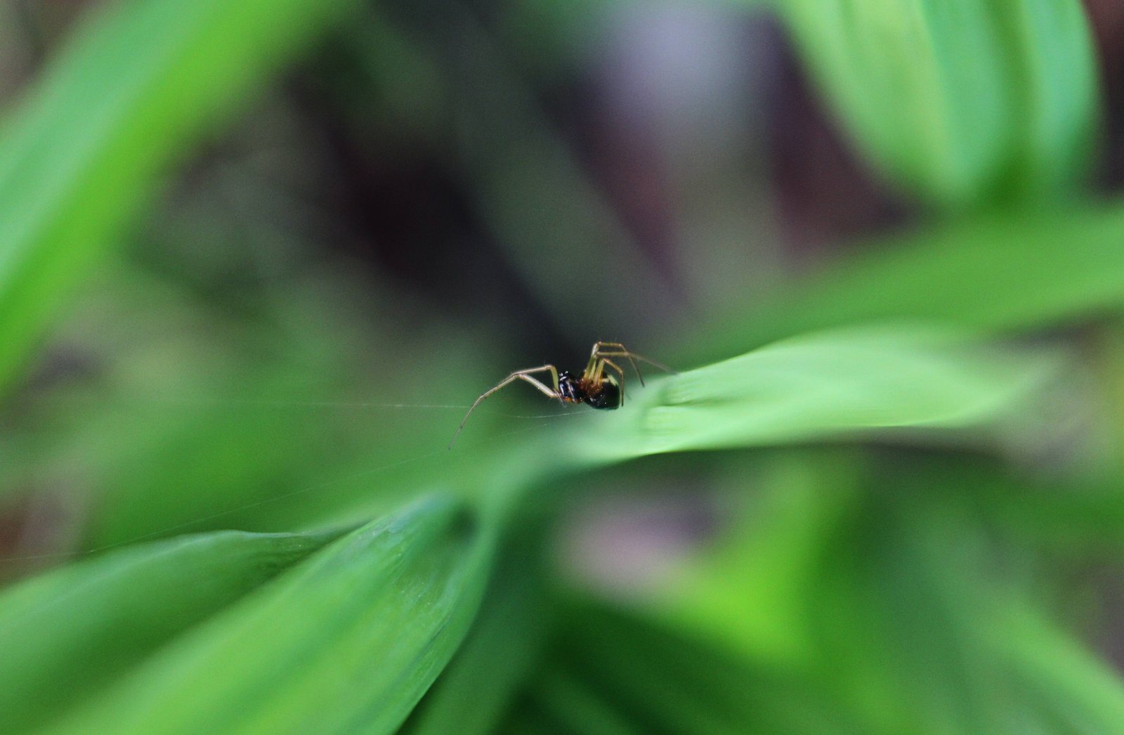 Common & Dangerous Spiders in France That You Could Meet on Vacation