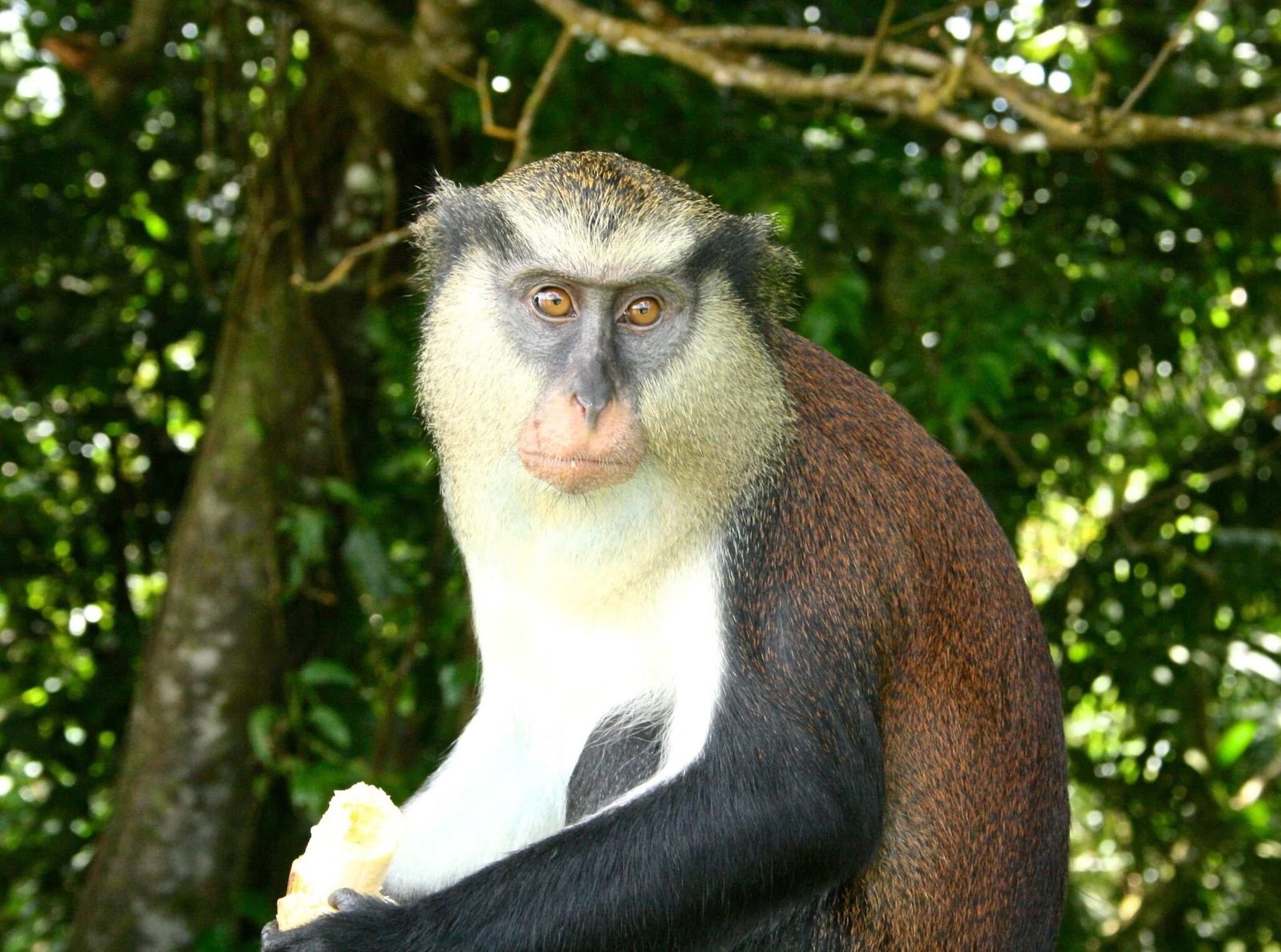 The Five Caribbean Islands Nature & Wildlife Lovers Must Visit!