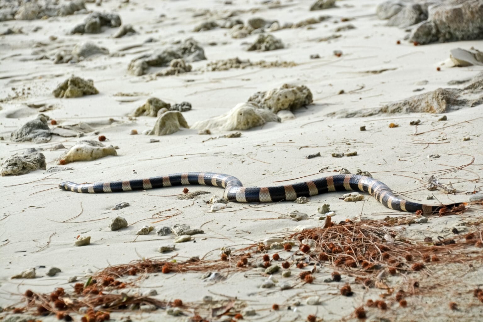 Snakes In Fiji: Species & Why You Don't Need To Worry!