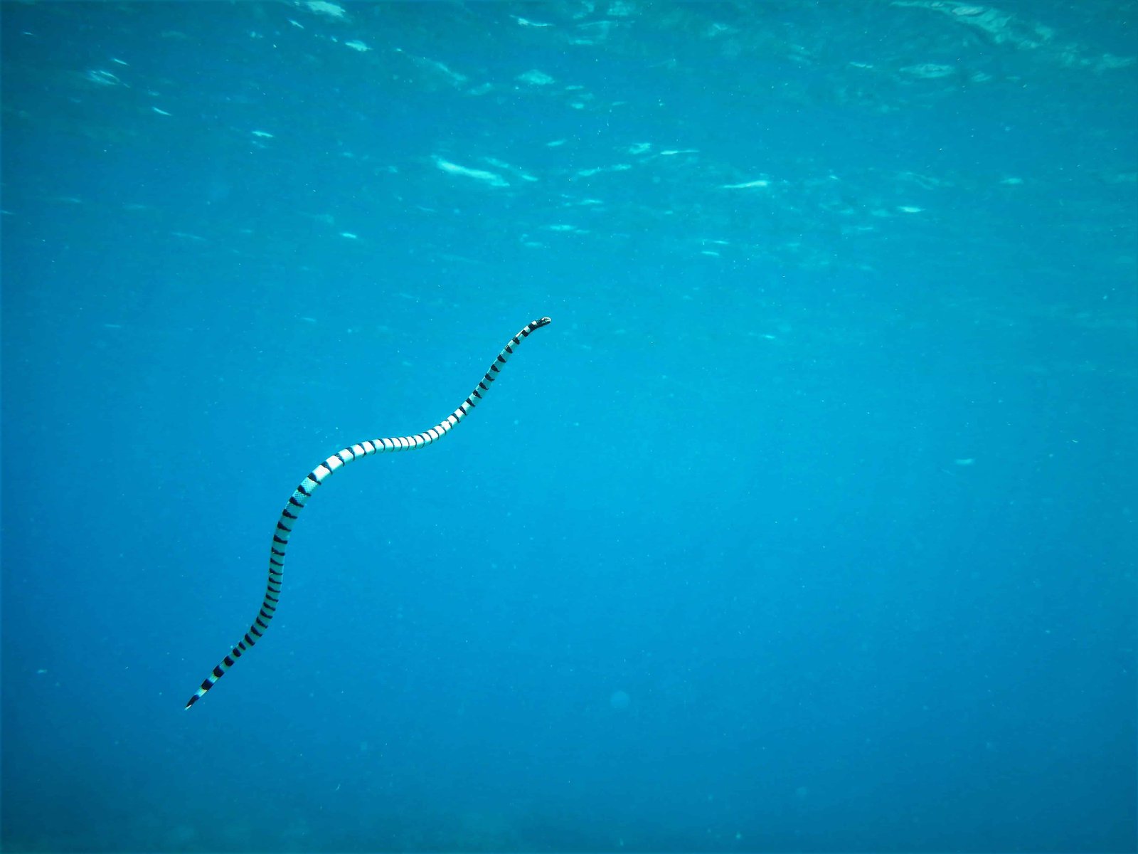 Snakes In Fiji: Species & Why You Don't Need To Worry!