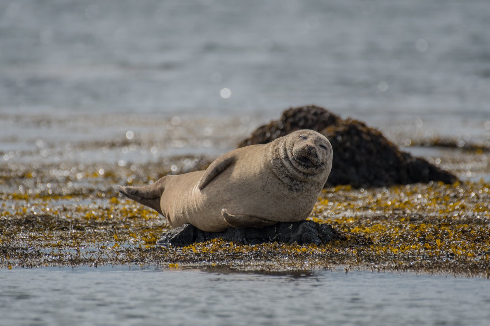 Snorkeling & Scuba Diving in Monterey Bay: Why It's Unique, Best Dive ...