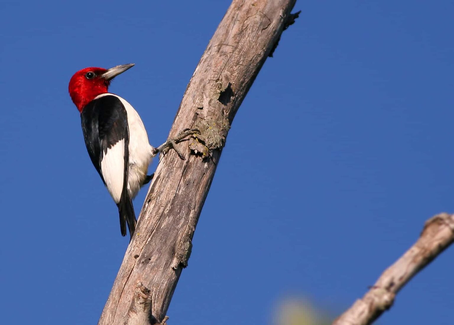 Common & Rare Birds of Northern and Southern Illinois: Photos, Where to ...