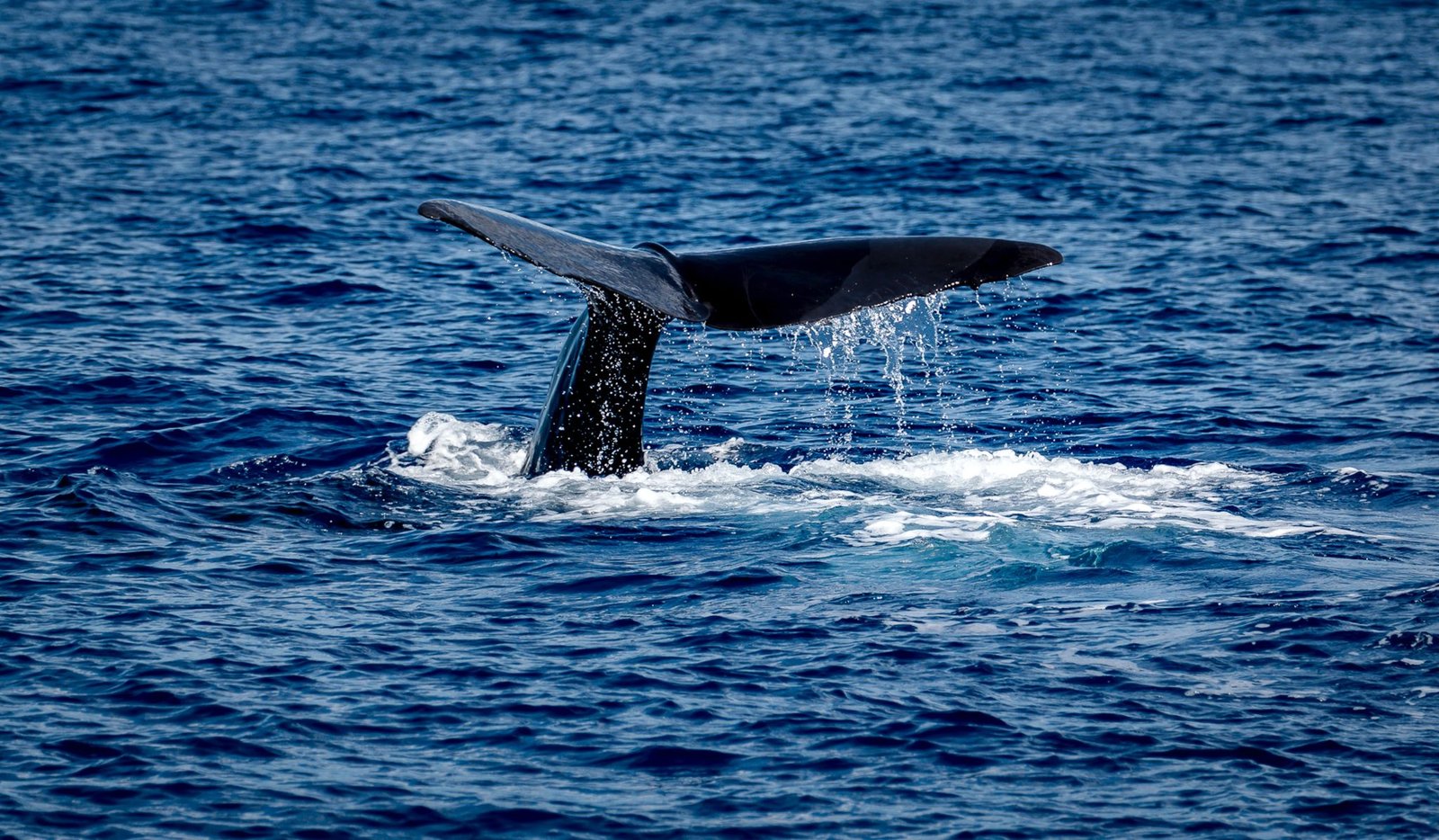The Five Caribbean Islands Nature & Wildlife Lovers Must Visit!