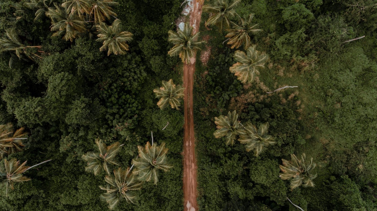 The Five Caribbean Islands Nature & Wildlife Lovers Must Visit!