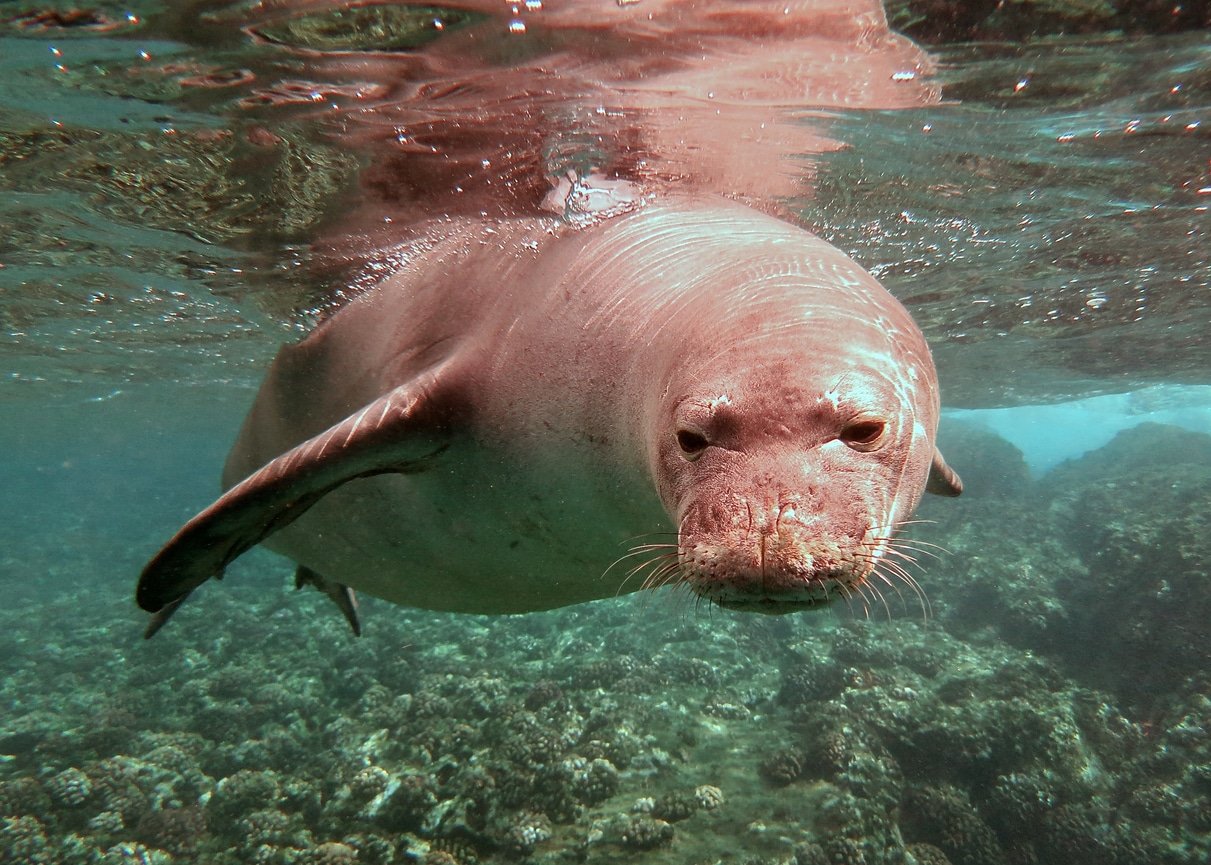 The Hawaiian Monk Seal: Where To Spot Them & Important Info!