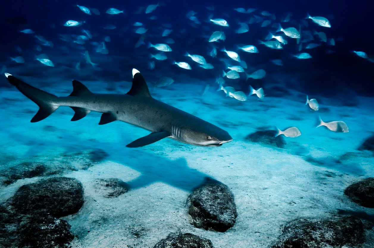 The 15 Most Dangerous Animals In Bali & How To Avoid Them