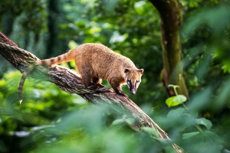 Common, Rare & Dangerous Tulum Animals & Where To Find Them!