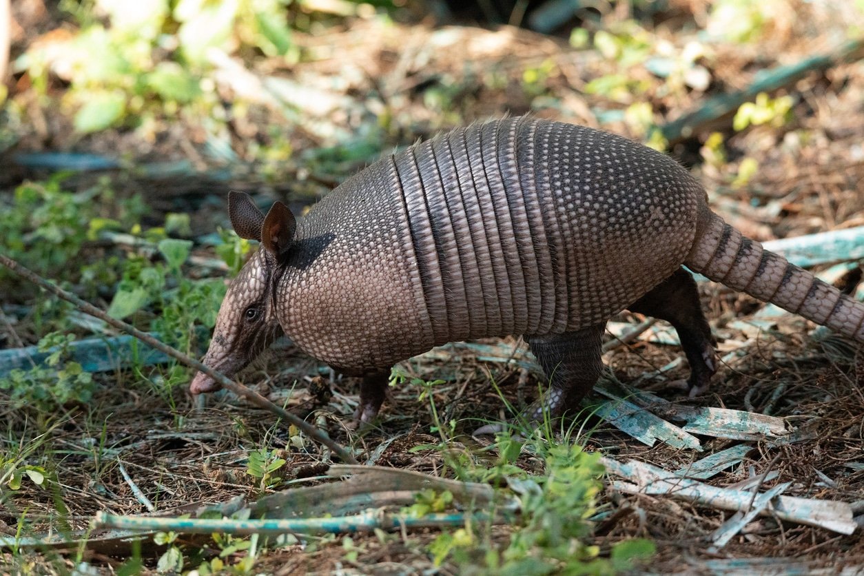 Common, Rare & Dangerous Puerto Vallarta Animals & Where To Find Them!