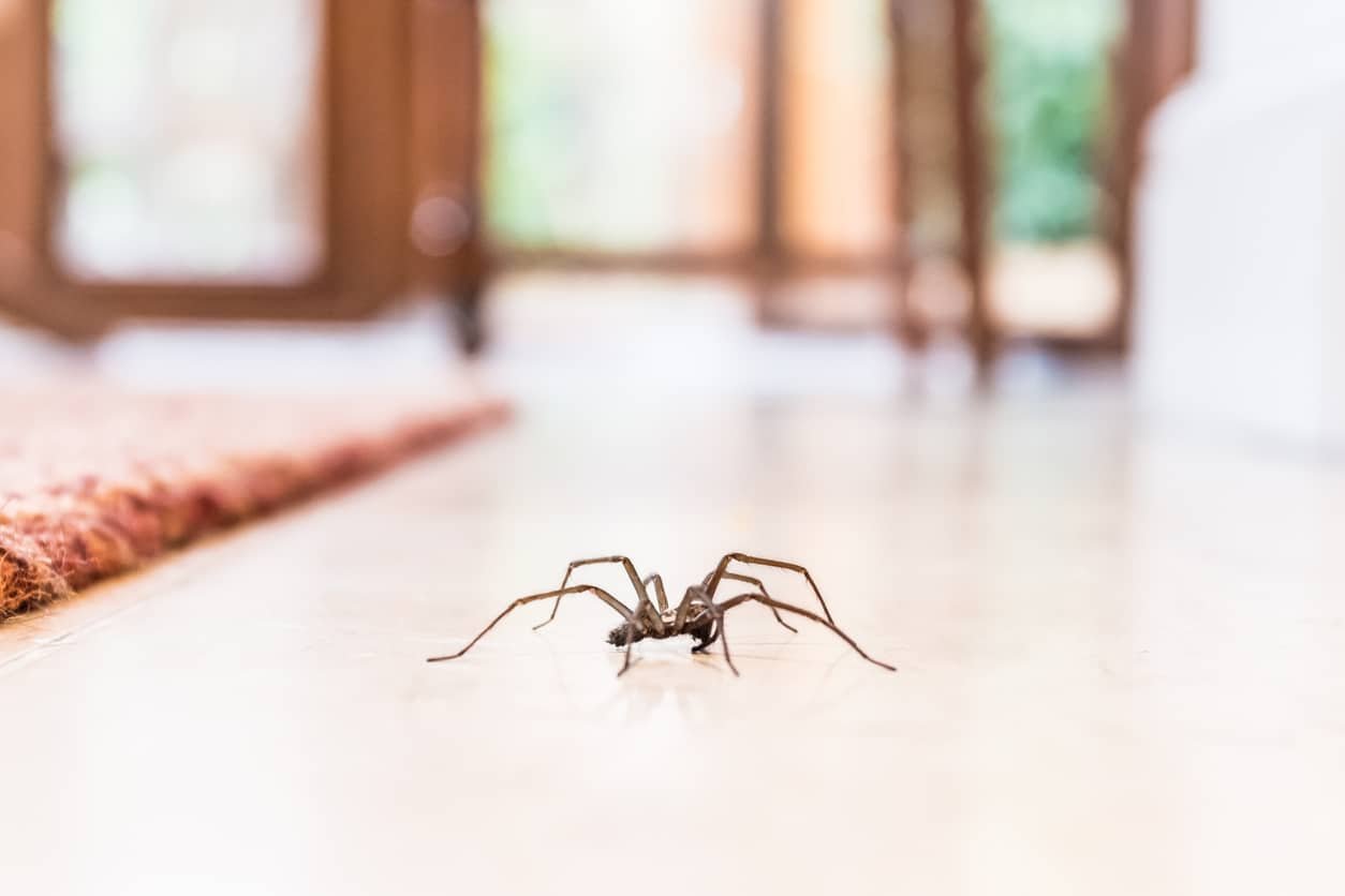 20 Must-Know Insects & Bugs In Iowa That Bite & Sting