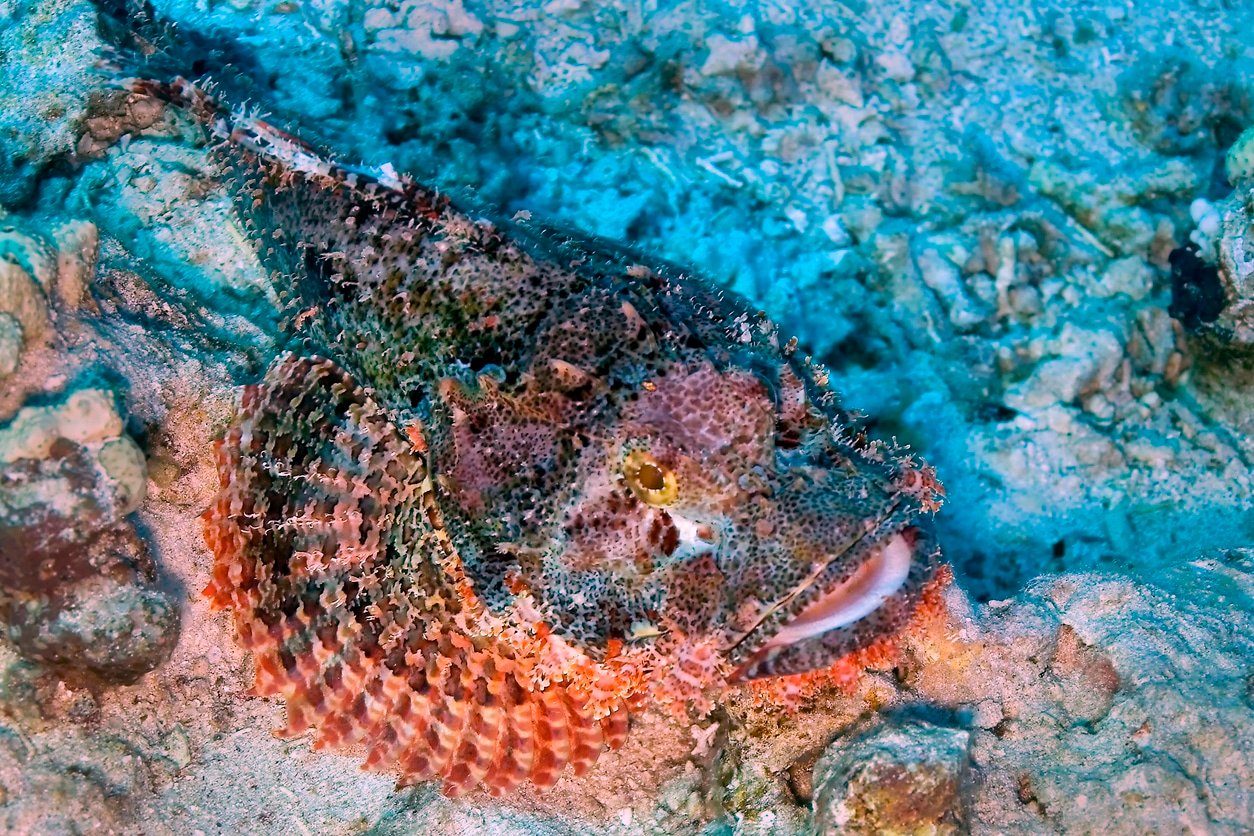 Common, Rare & Dangerous Tulum Animals & Where To Find Them!