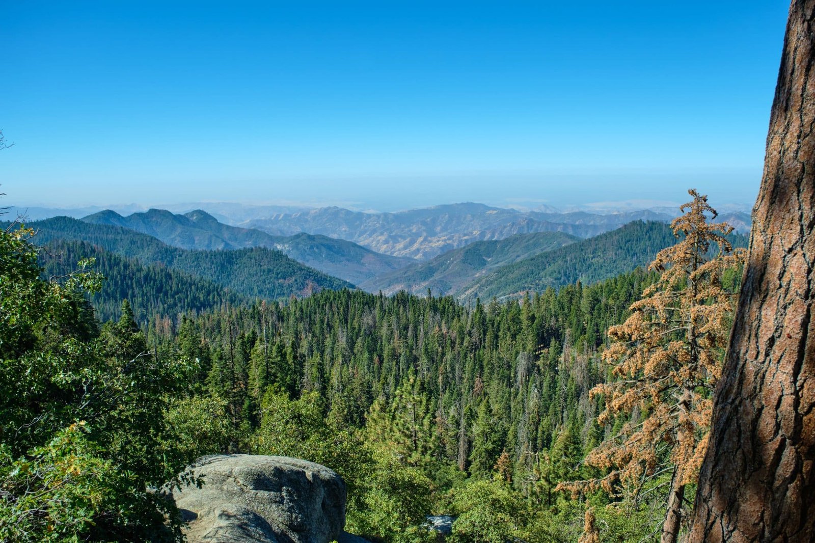 Redwood vs Sequoia: An Honest Comparison Of These Epic Parks!