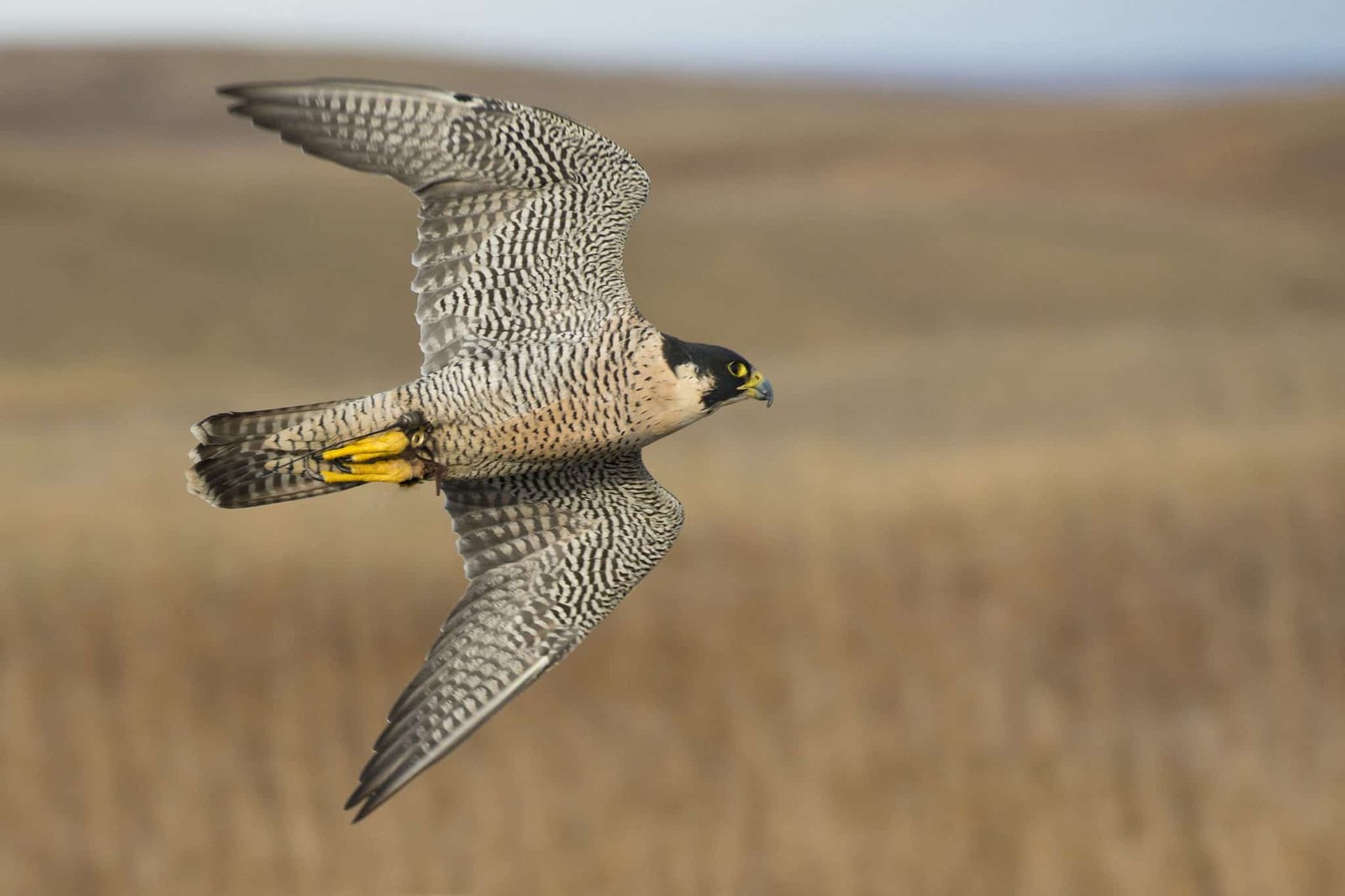 Common & Rare Birds of Northern and Southern Illinois: Photos, Where to ...