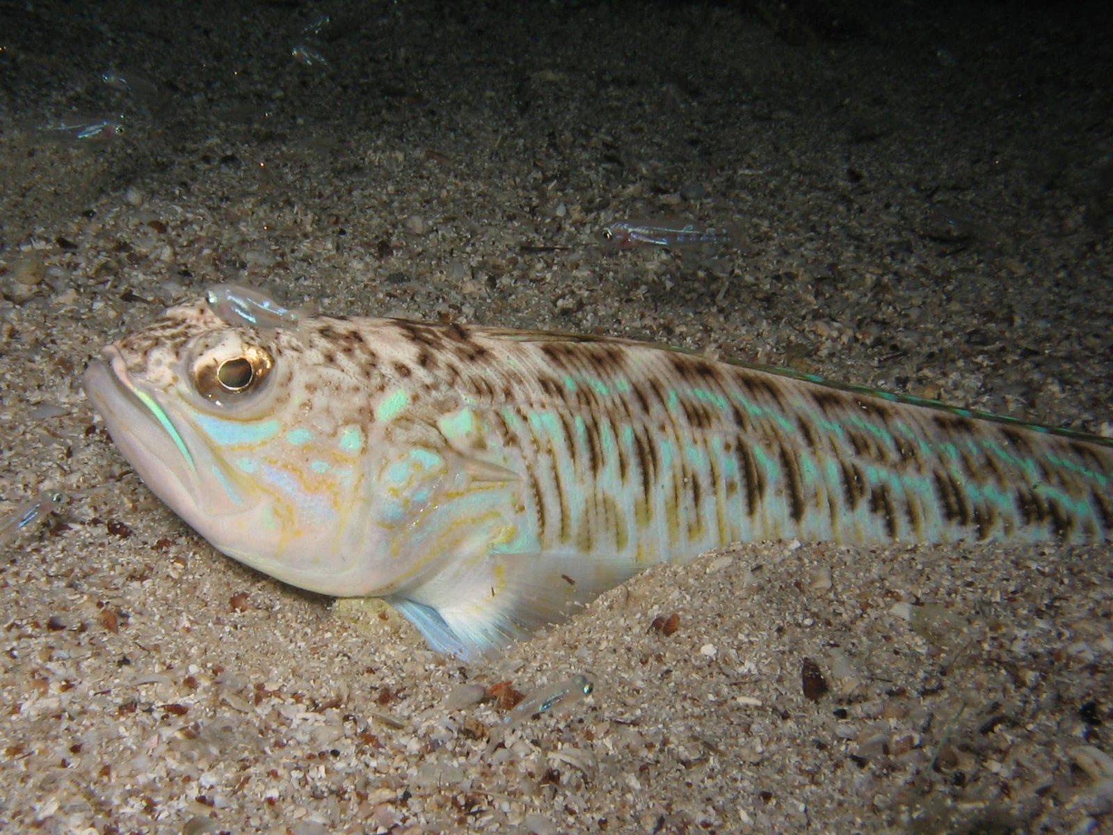 The 9 Most Dangerous Animals In Greece & How To Avoid Them